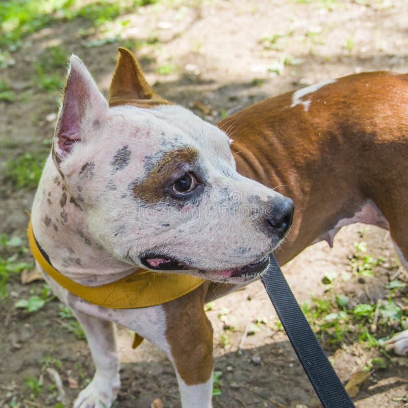 Beautiful Female Amstaff, Fighting Dog Stock Photo - Image of love ...