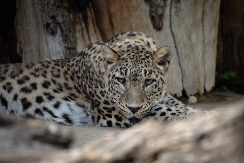 Beautiful Female Asian Leopard Resting on the Floor Stock Image - Image ...