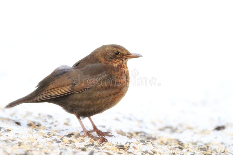 Beautiful Female Blackbird. Beautiful Blackbird - Very Sharp and ...
