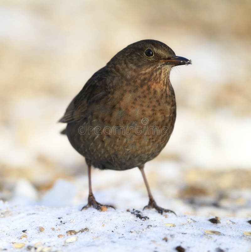 A Beautiful Female Blackbird in Wintertime. a Single Bird Outdoors ...