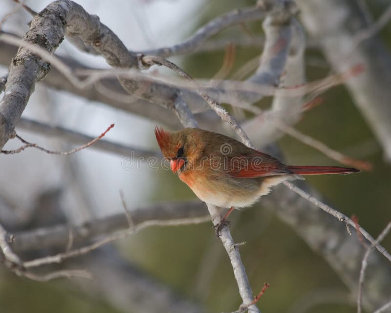 Beautiful Female Cardinal in Oak Tree Stock Photo - Image of alert ...