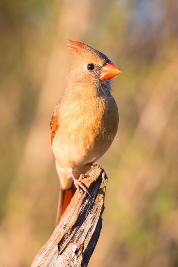 Beautiful female cardinal stock photo. Image of beautiful - 80409520