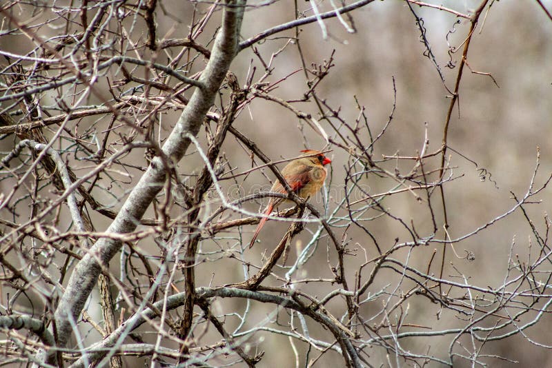 Beautiful Female Cardinal in Winter on Bare Tree Stock Image - Image of ...