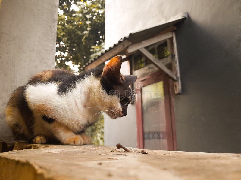 Beautiful Female Cat that Has Three Colors Stock Photo - Image of ...