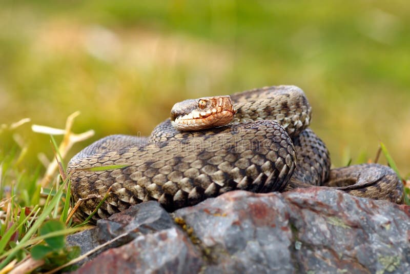 Beautiful Female European Common Adder Stock Image - Image of eurasian ...