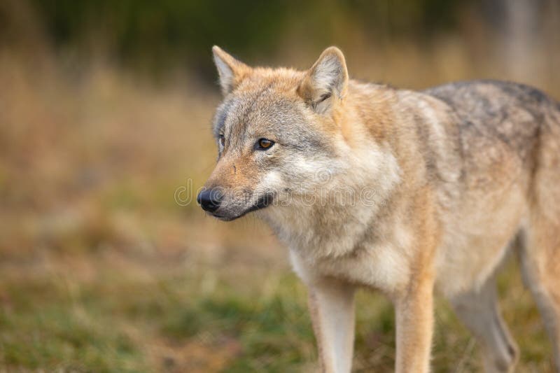 Beautiful Female Grey Wolf Standing in the Forest Stock Photo - Image ...