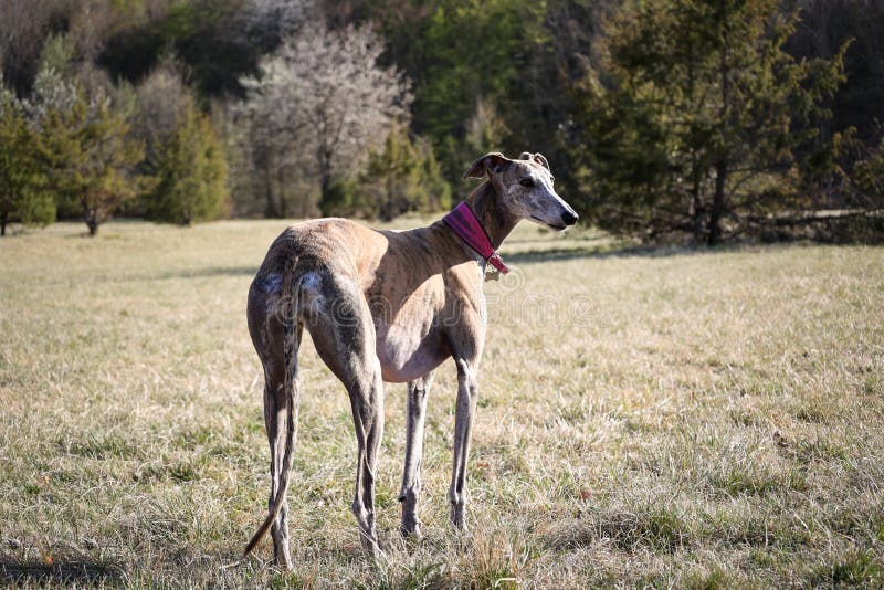 Beautiful Female Greyhound Standing in a Field Stock Image - Image of ...