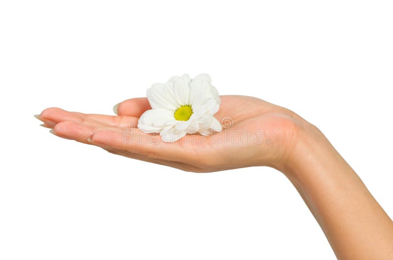 Beautiful Female Hand with Flower Stock Photo - Image of wrist, smooth ...