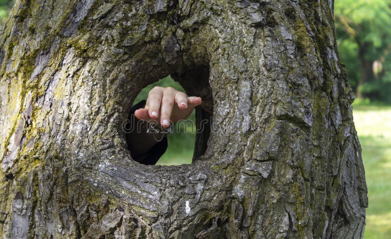 A Beautiful Female Hand Sticks through a through Hole in a Tree Stock ...