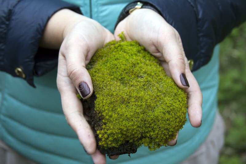 Beautiful Female Hands Holding Fresh Green Forest Moss Stock Photos ...