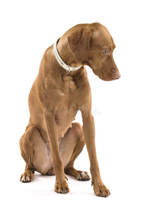 Beautiful Female Hungarian Vizsla. Stock Image - Image of sitting, tail ...