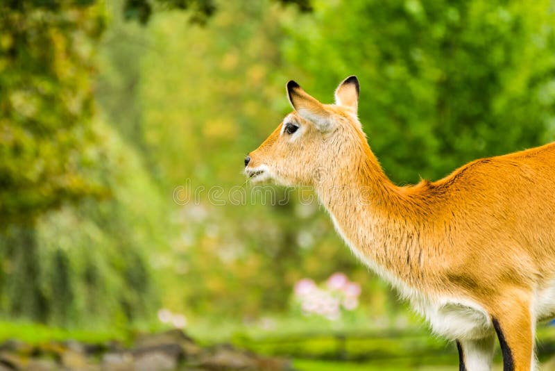 Beautiful Female Lechwe. Kobus Leche. Stock Image - Image of park ...