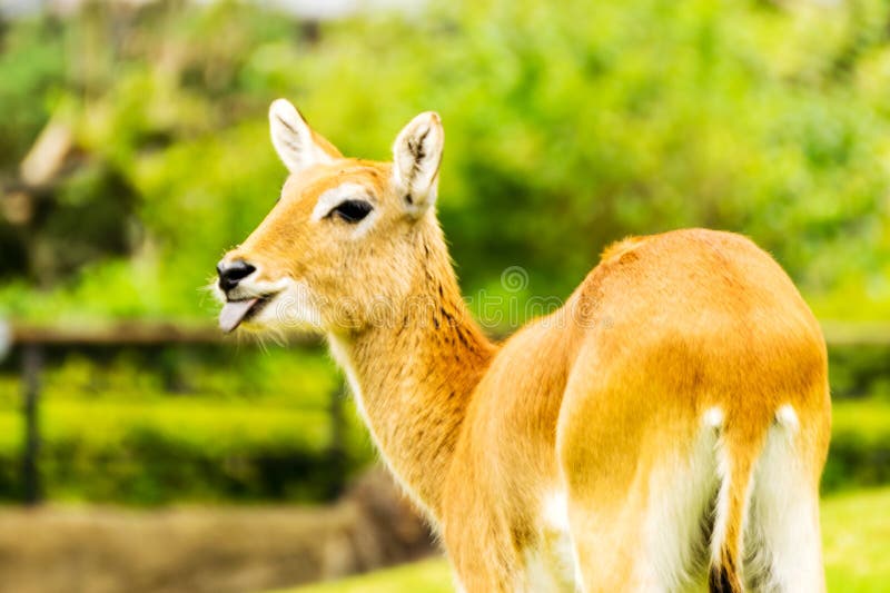 Beautiful Female Lechwe. Kobus Leche. Stock Photo - Image of family ...