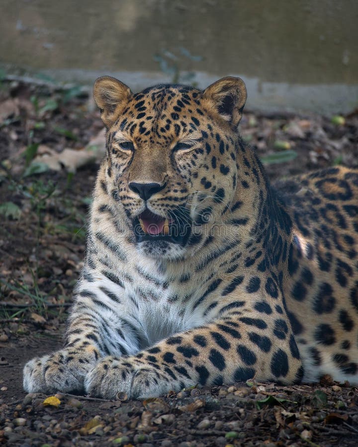 A Leopard Sitting on the Ground in the Forest with a Stone Wall in the ...