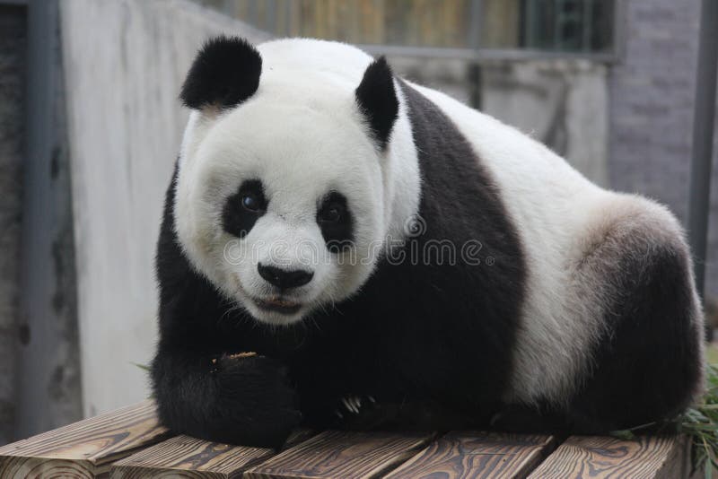 Beautiful Female Giant Panda In Name Yuan Run On The Tree , Dujiangyan ...