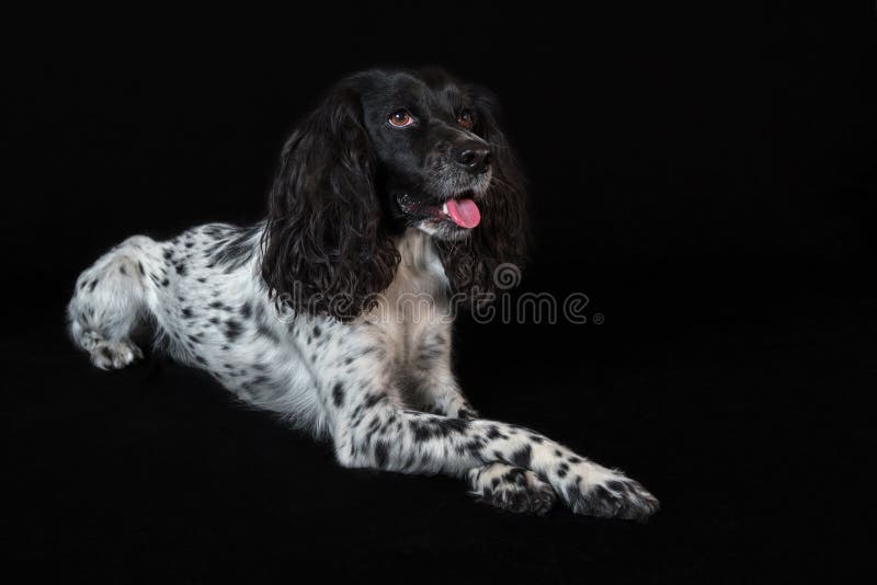 Sprocker Spaniel Stock Photos - Free & Royalty-Free Stock Photos from ...
