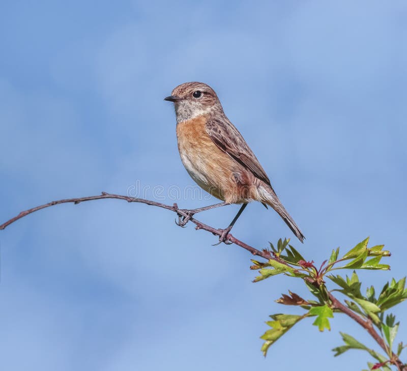 A Beautiful Female Stonechat on Her Perch Stock Photo - Image of ...