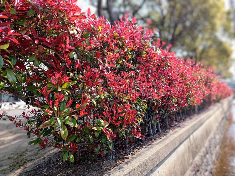 Beautiful Fence of Red Tree in Front of Officer Building Stock Photo ...