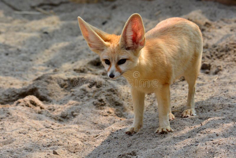 Desert Fennec Fox Hunting