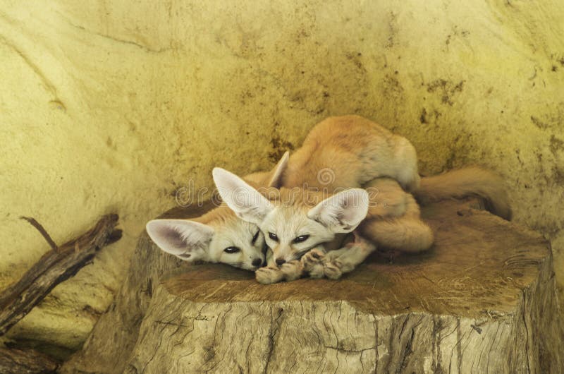 Two Fennec Foxes Cub on Human Hands Stock Photo - Image of staring ...