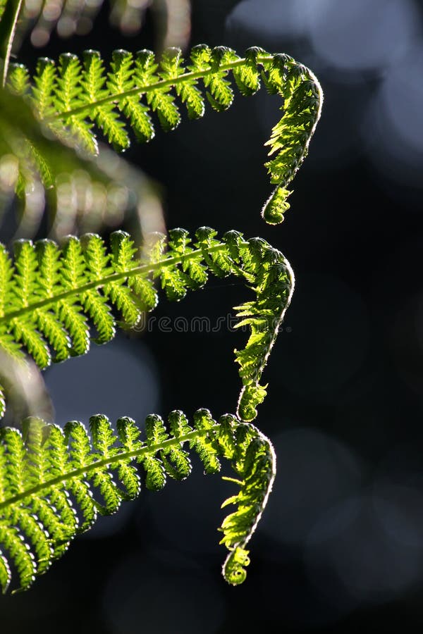 Beautiful fern stock photo. Image of growth, exotic, ecology - 12114114