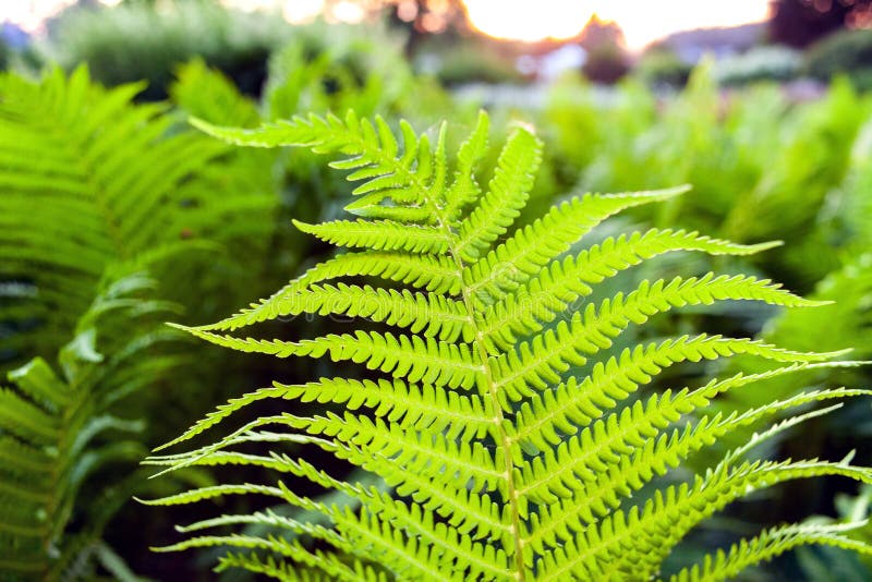 Beautiful Fern on the Background of Fern Thickets. Stock Photo - Image ...