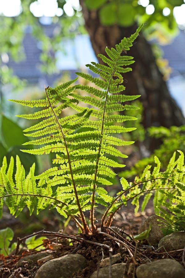 Beautiful Fern in Dense Forest Stock Photo - Image of fern, beautiful ...