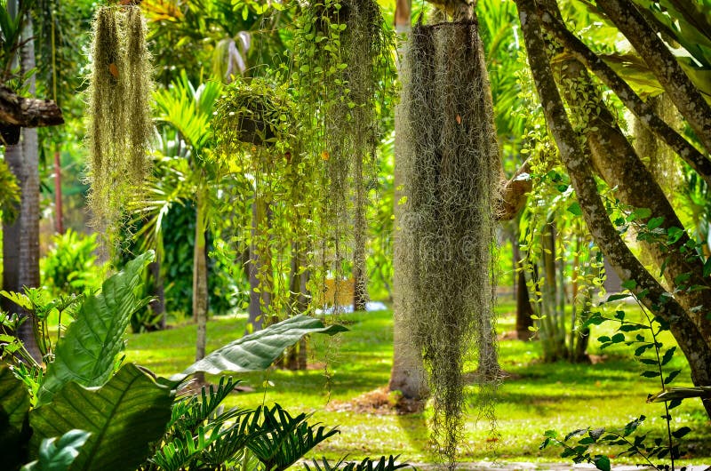 Beautiful fern in garden stock image. Image of white - 117359637