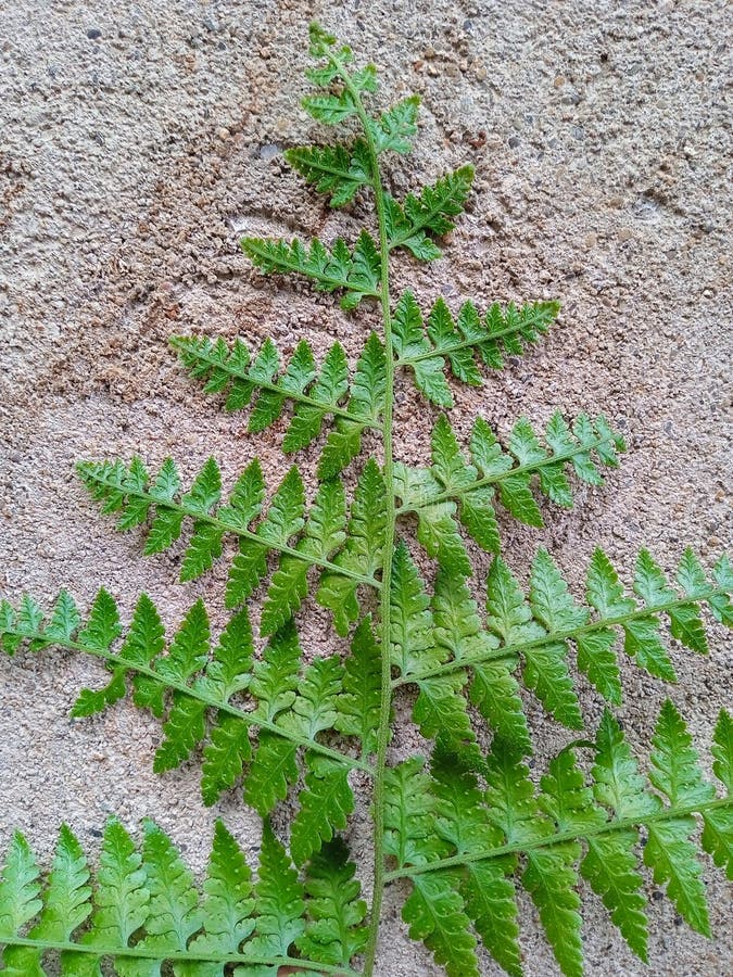 Beautiful fern leaves stock image. Image of fern, leaves - 270069305
