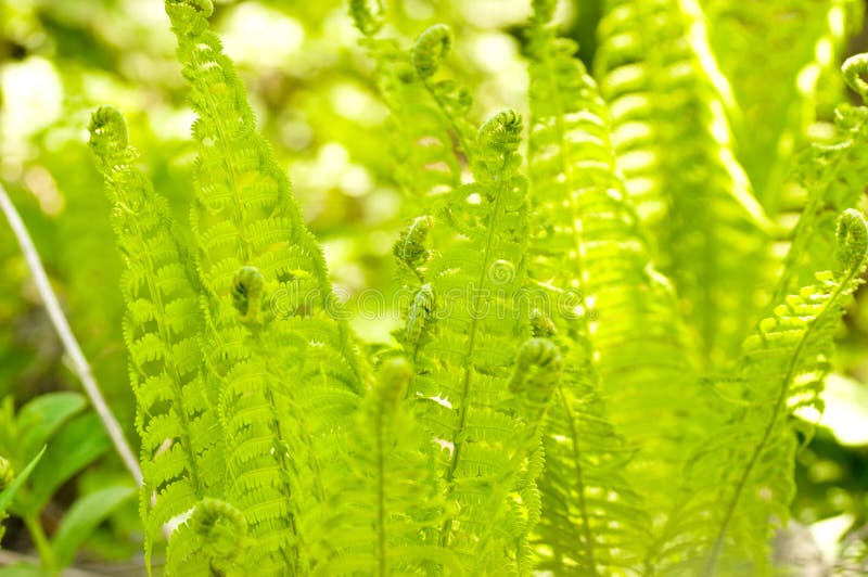 Beautiful fern macro stock image. Image of floral, beautiful - 31352057