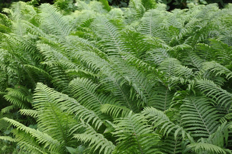 Beautiful Fern (marattiaceae) in the Shadow of Large Tree Stock Photo ...