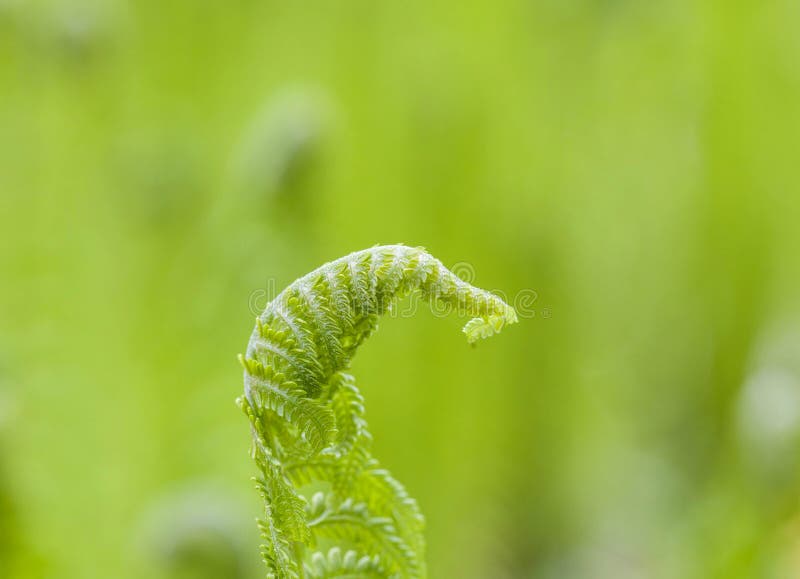 Beautiful Fern at the Meadow Stock Image - Image of leaves, macro: 70545467