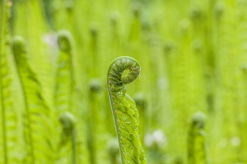Beautiful Fern at the Meadow Stock Image - Image of plants, symbol ...
