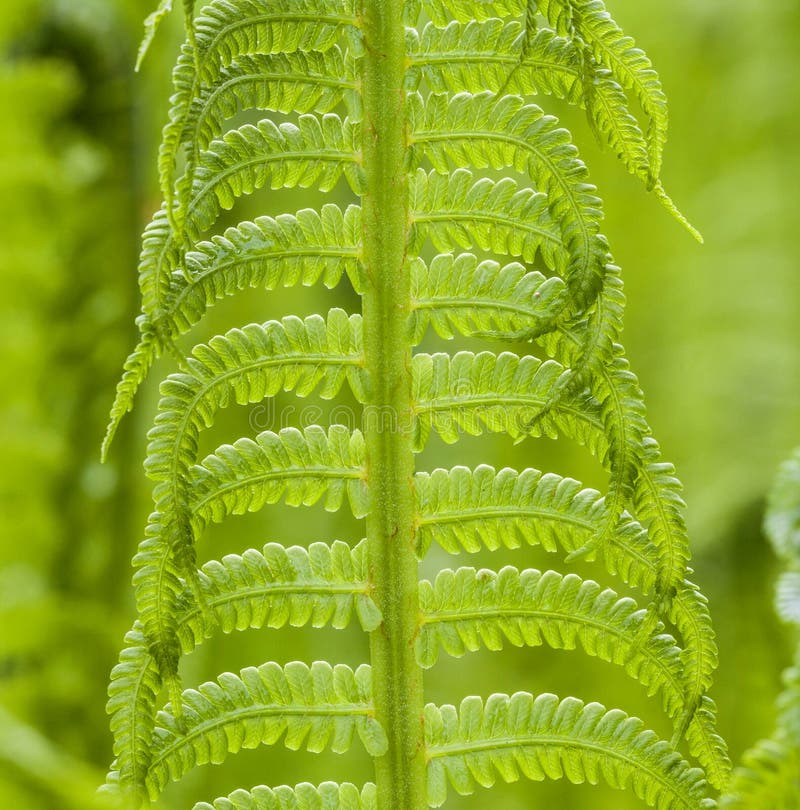 Beautiful Fern at the Meadow Stock Photo - Image of growing, fern: 70545832