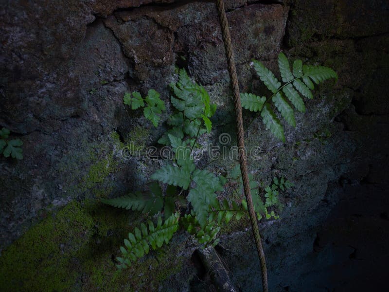 Beautiful Fern Plants in a Deep Well Stock Photo - Image of deep ...