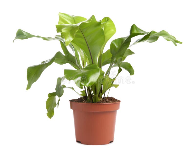 Beautiful Fern in Pot Isolated on White Stock Image - Image of isolated ...