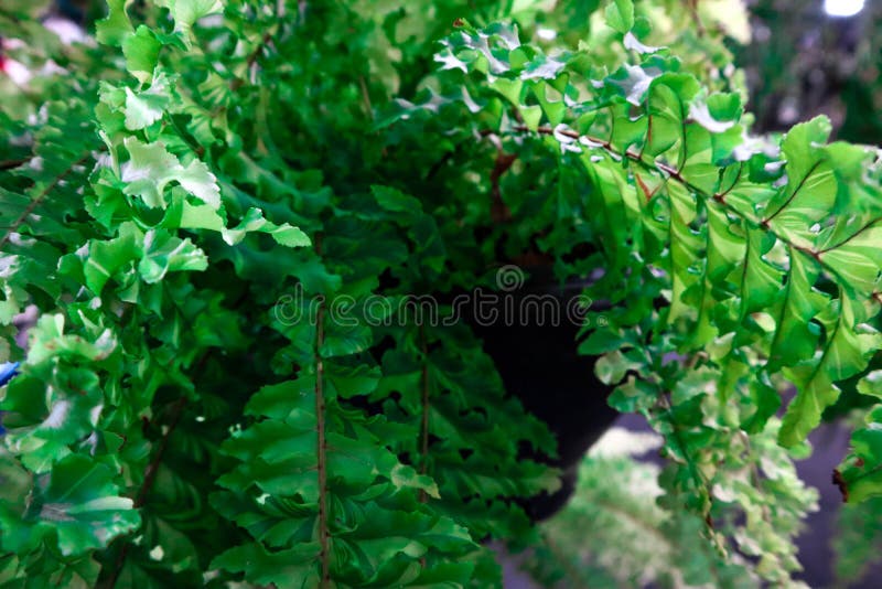 Beautiful Ferns in the Garden Stock Photo - Image of closeup, design ...