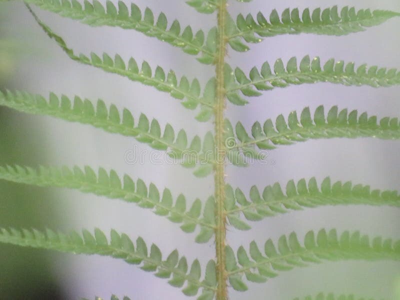 Beautiful Ferns of Nice Color and Very Moist Stock Photo - Image of ...