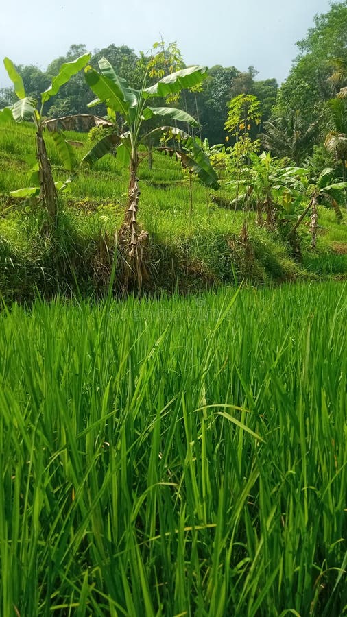 Beautiful and Fertile Rice Fields Stock Photo - Image of meadow ...