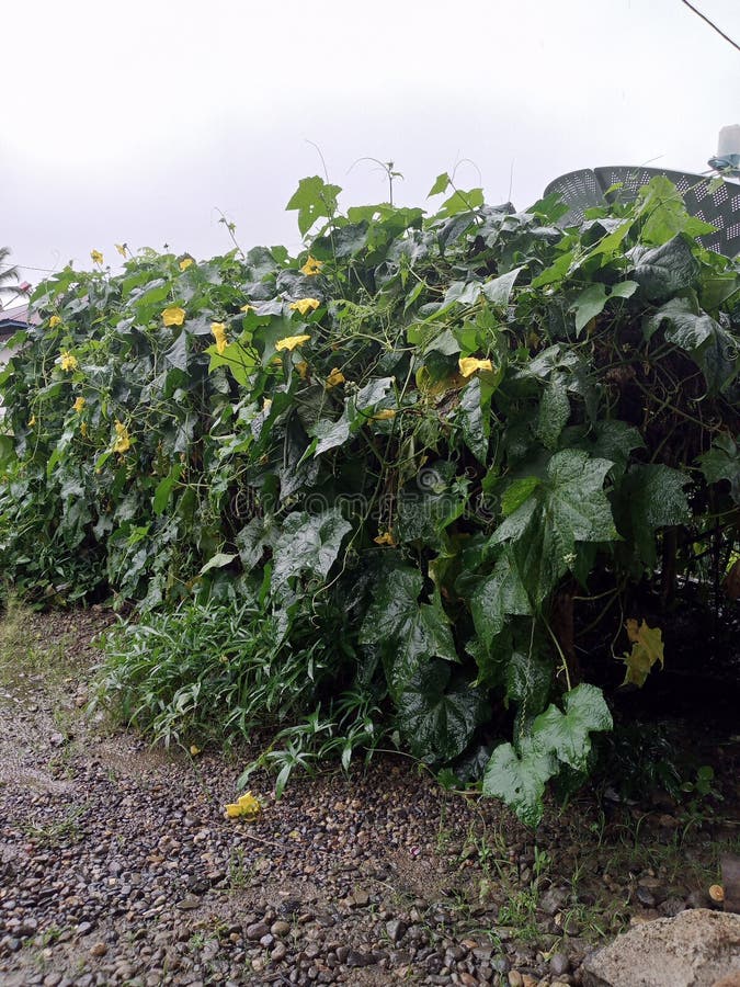 A Beautiful an Fertile Vegetable is Called & X22;rewa Vegetable& X22 ...