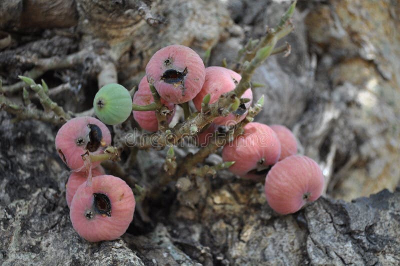 Sycamore Fig Tree (Ficus Sycomorus) Editorial Photo - Image of ficus ...