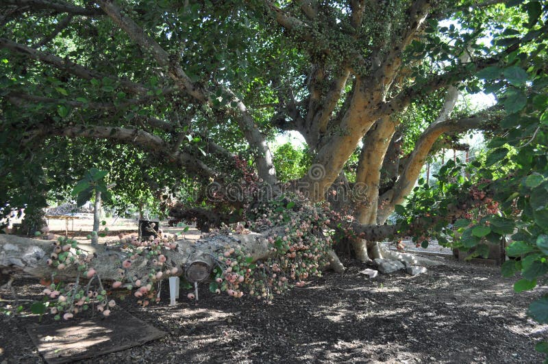 Sycamore Fig Tree (Ficus Sycomorus) Editorial Photo - Image of ficus ...
