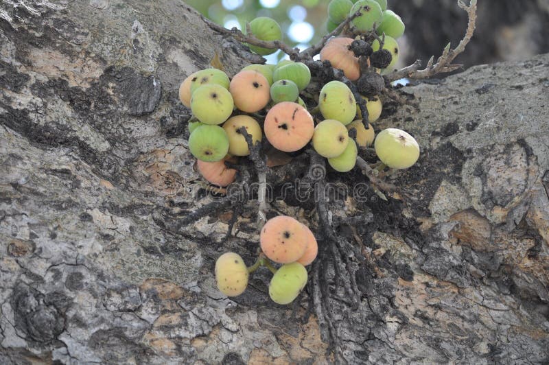 Sycamore Fig Tree (Ficus Sycomorus) Editorial Photo - Image of ficus ...