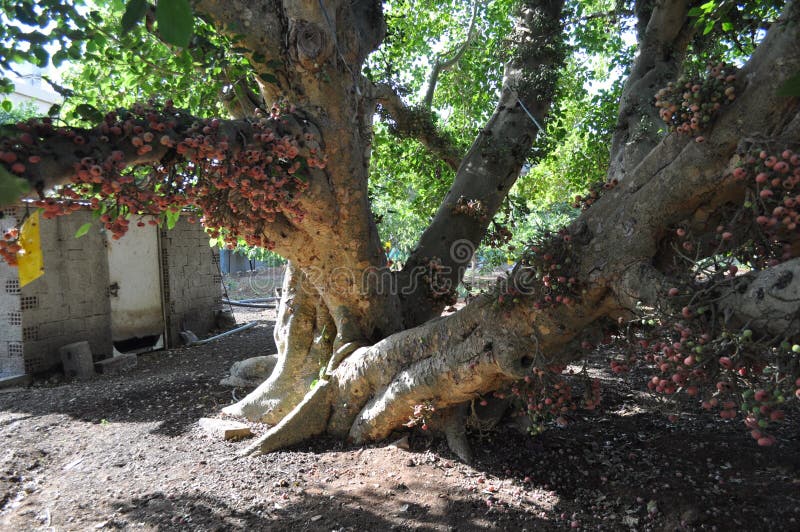 Sycamore Fig Tree (Ficus Sycomorus) Editorial Photo - Image of ficus ...