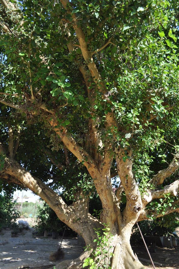 Sycamore Fig Tree Ficus Sycomorus Editorial Photo Image Of Ficus Ethiopia 29678861