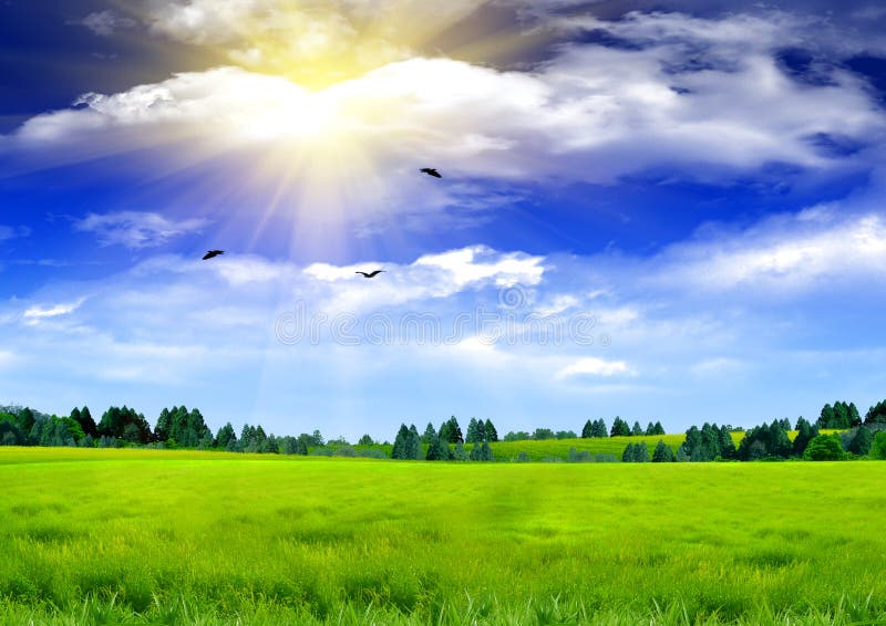 Beautiful field stock image. Image of flora, grass, botany - 20590435