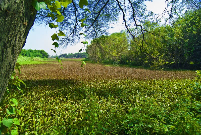 Beautiful Field stock photo. Image of beautiful, wild - 4785142