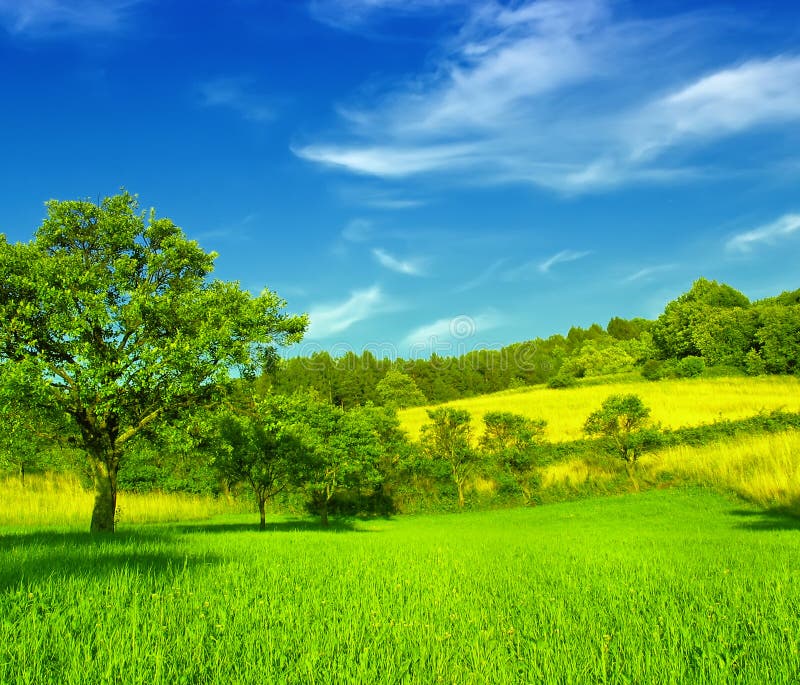 Beautiful Field stock photo. Image of relaxation, agriculture - 9034420