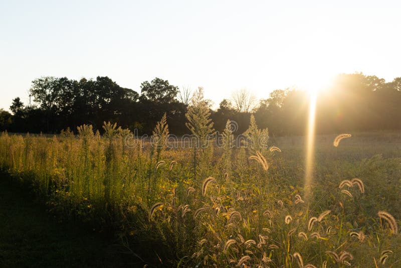 Beautiful Field As the Sunsets Throwing it S Beautiful Golden Glow ...