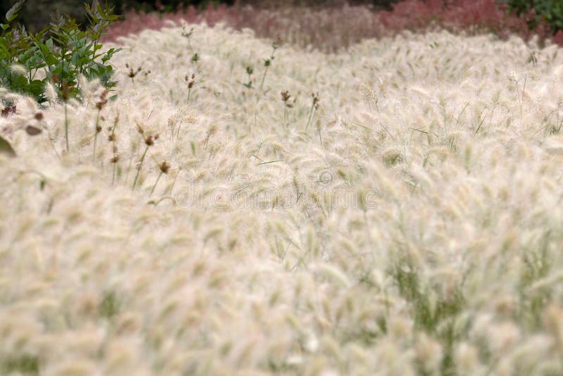 Beautiful Field of Blooming Silver Feather Grass Stock Photo - Image of ...